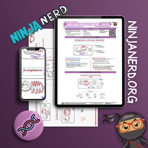 Endoplasmic Reticulum Structure & Function - Notes - NinjaNerd Medicine
